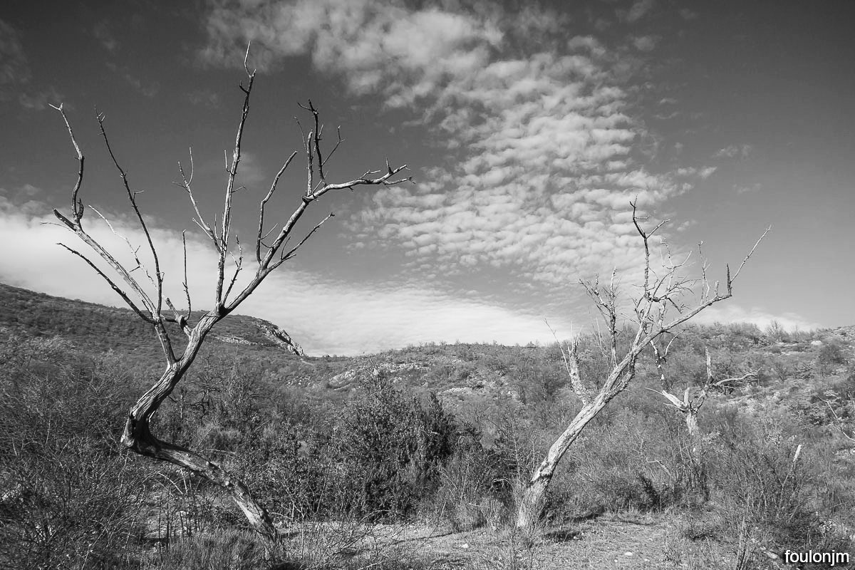 Noir et Blanc - Nature