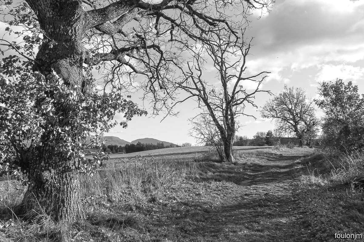 Noir et Blanc - Nature
