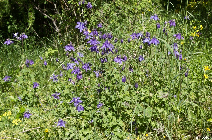 Hommage au réveil de la Nature - Part 3/ancolie-commune-01web